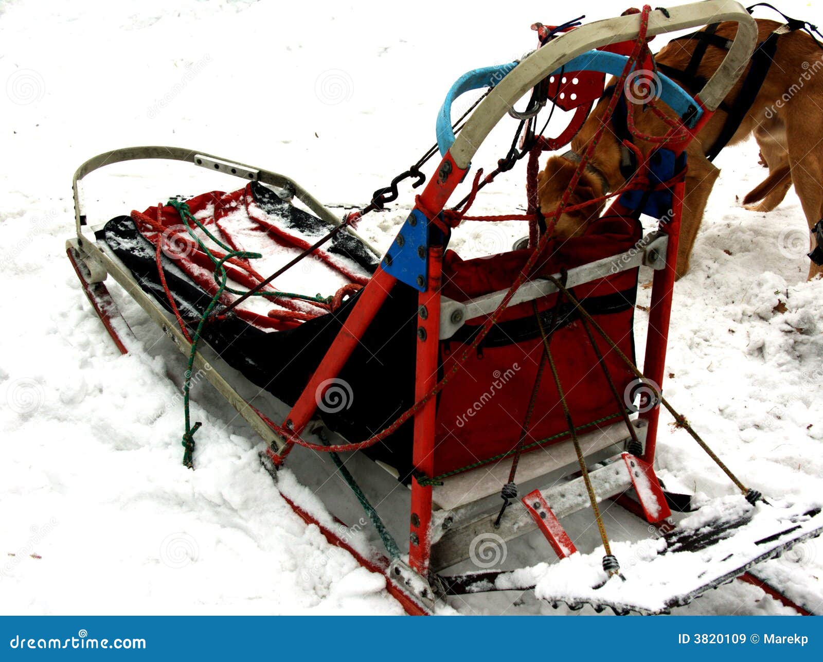 Dog race sledge details stock image. Image of competition - 3820109