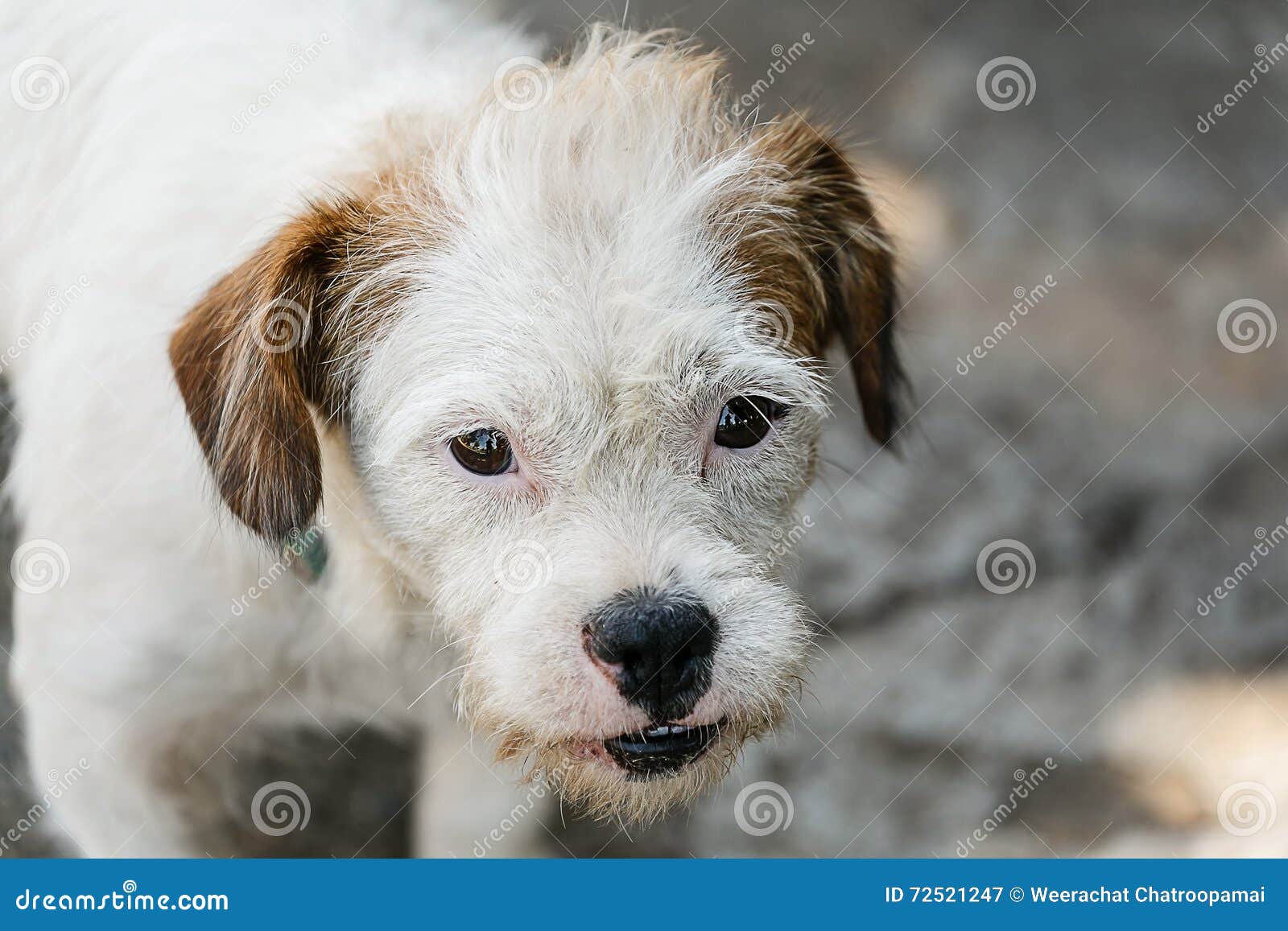 A Dog Ragged Breeds are Staring. Stock Image - Image of blur, brown ...