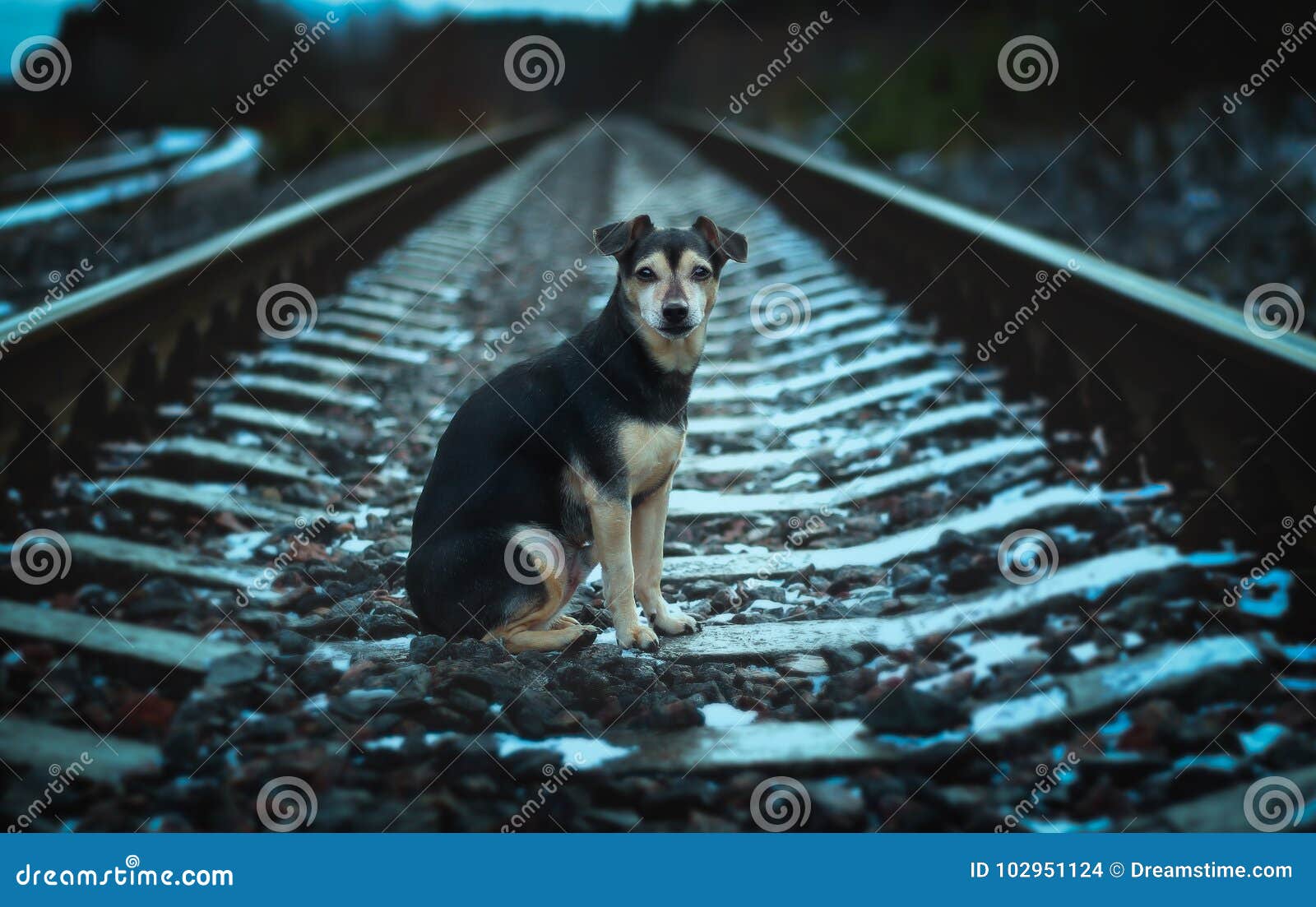 The dog on the railway stock photo. Image of blue, black - 102951124