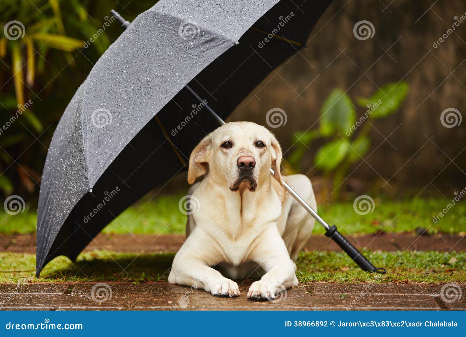 Dog in rain stock photo. Image of bored, loneliness, lying - 38966892