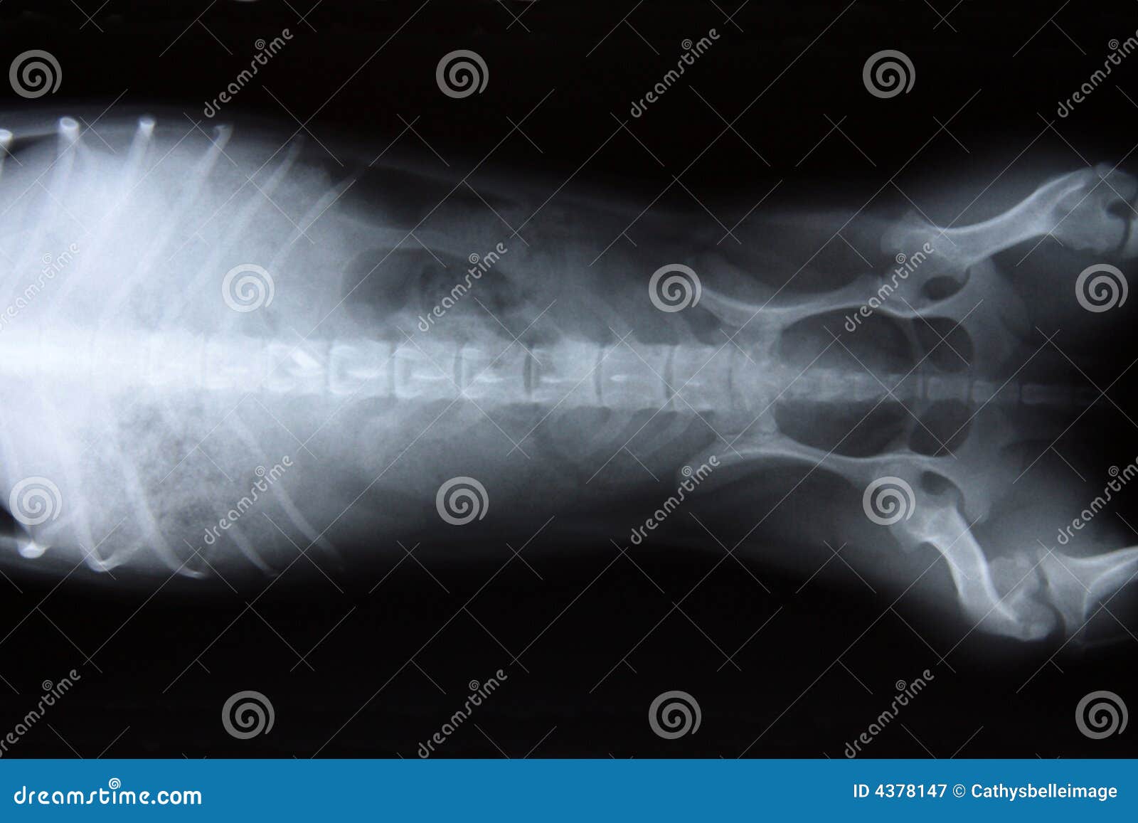 Dog x-ray stock image. Image of care, xray, vertebrae - 4378147