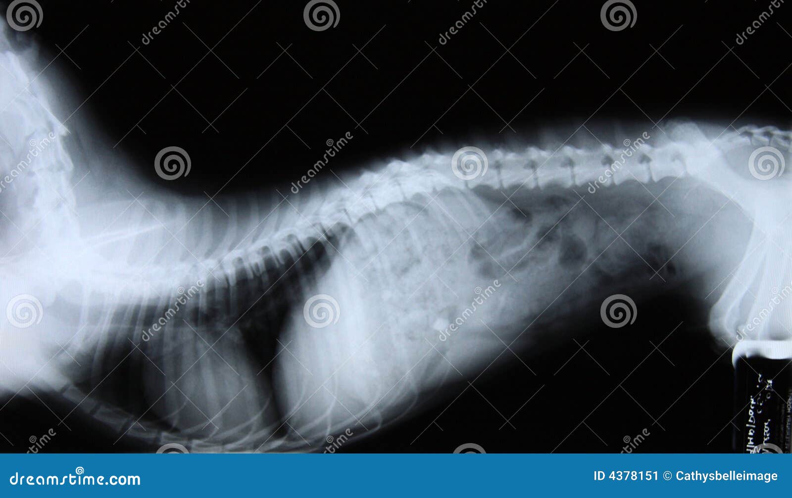 Dog x-ray stock image. Image of spine, pelvis, animal - 4378151