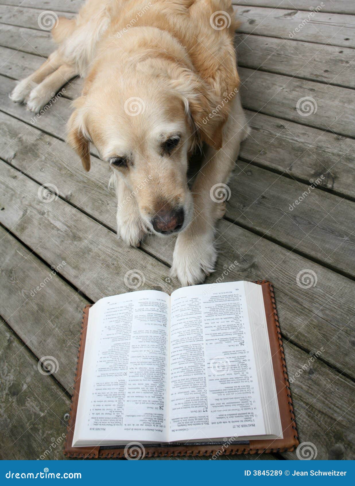 Dog reading stock image. Image of reader, bibliophile - 3845289