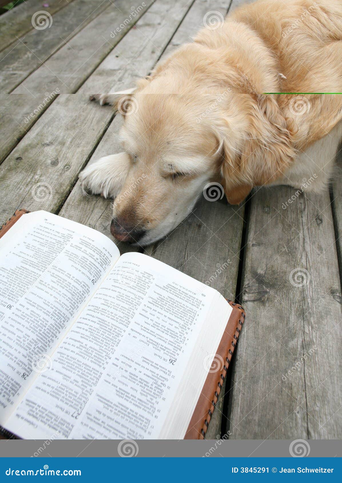 Dog reading stock image. Image of literature, lying, concentration ...