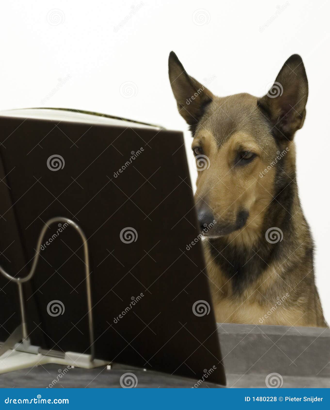 Dog reading a book stock photo. Image of cute, text, encyclopedia - 1480228