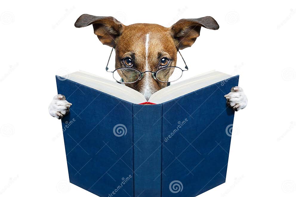 Dog reading a book stock photo. Image of journal, book - 23515828