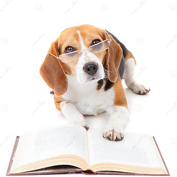 Dog reading book stock image. Image of school, intelligence - 28932775
