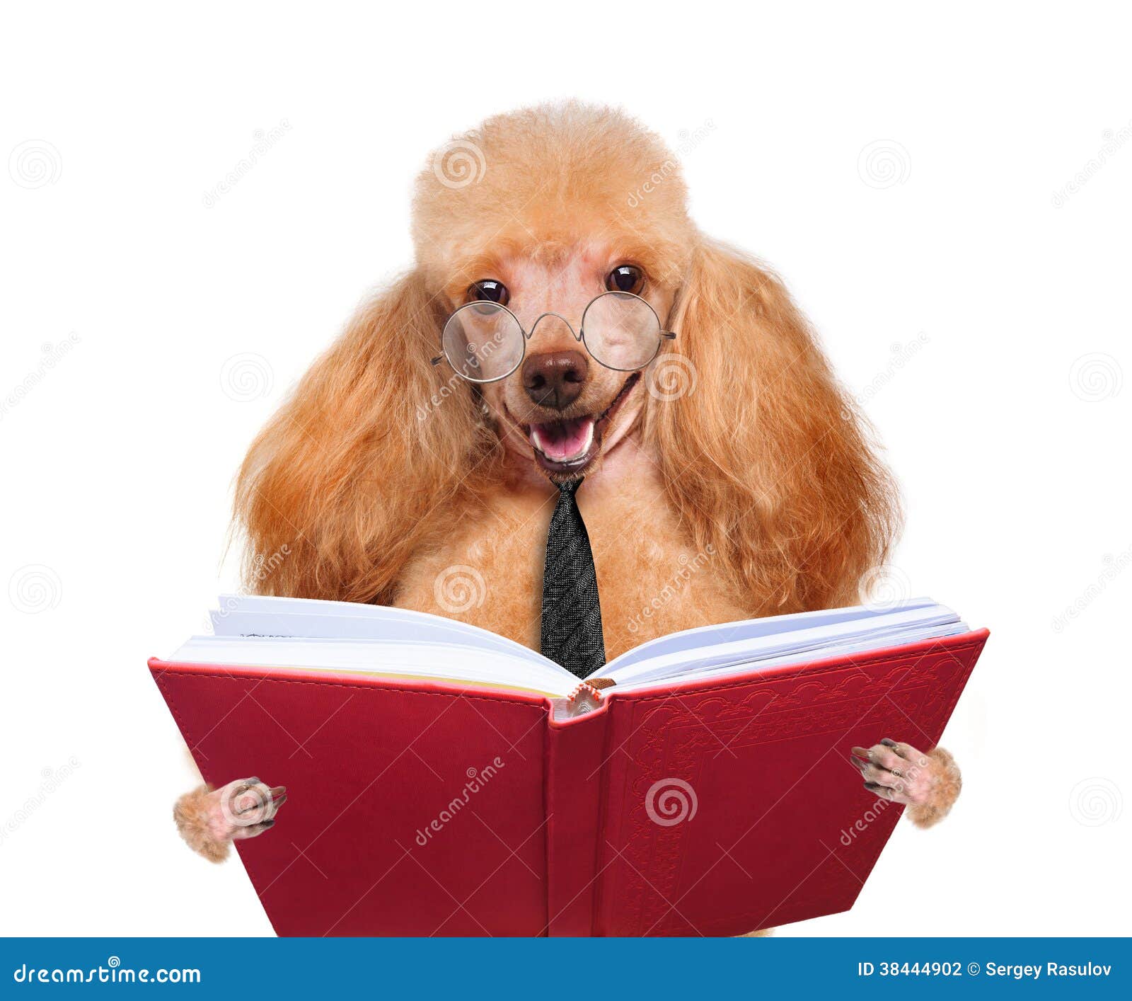 Dog reading a book stock photo. Image of pretty, funny - 38444902