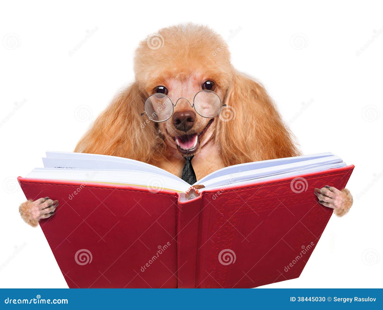 Dog reading a book stock photo. Image of study, cute - 38445030