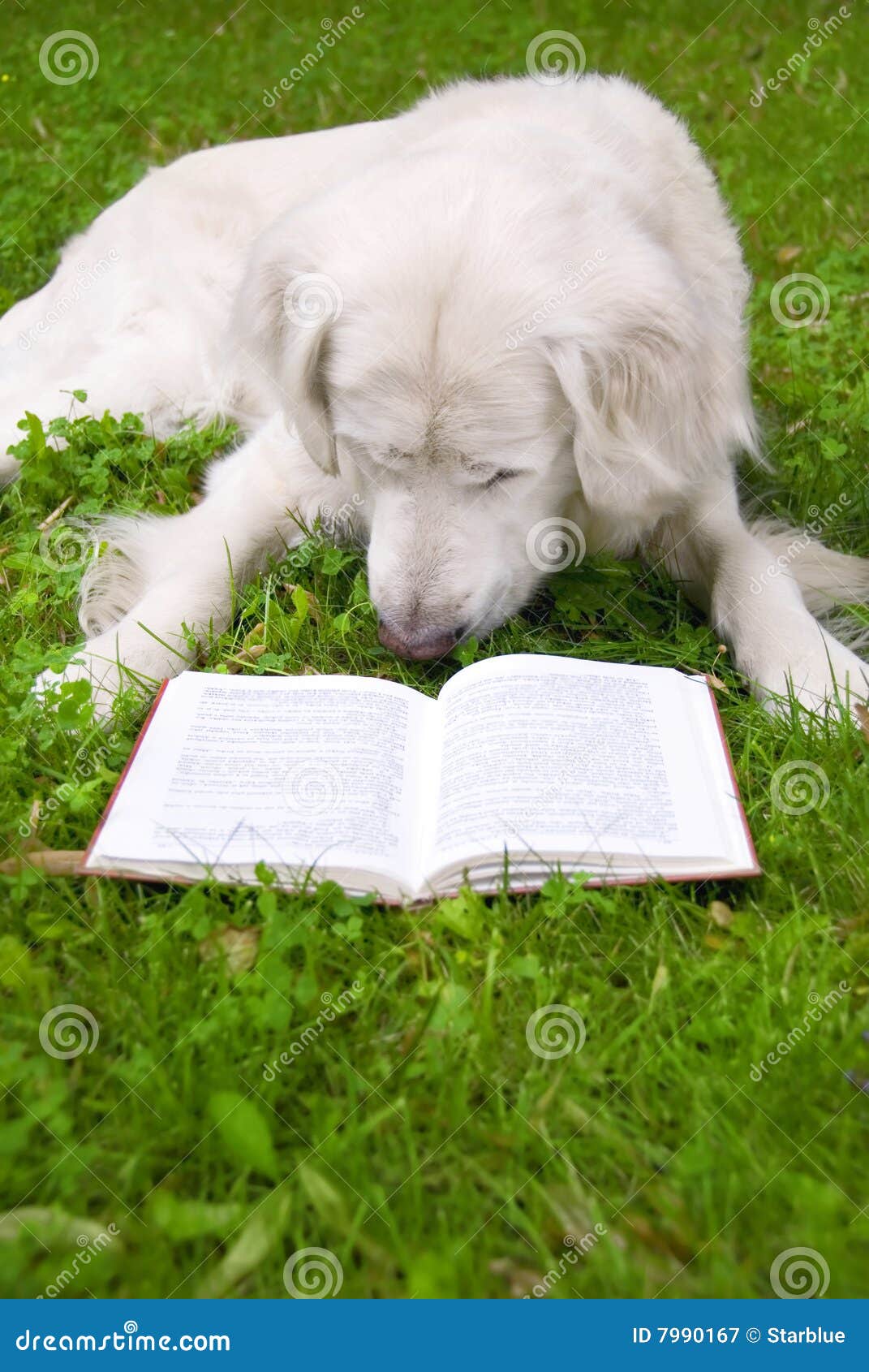 Dog reading a book stock image. Image of read, expression - 7990167