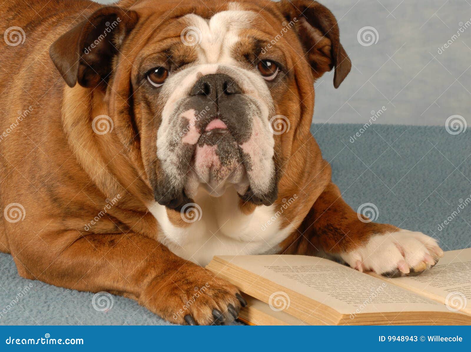 Dog reading a book stock image. Image of brindle, animal - 9948943