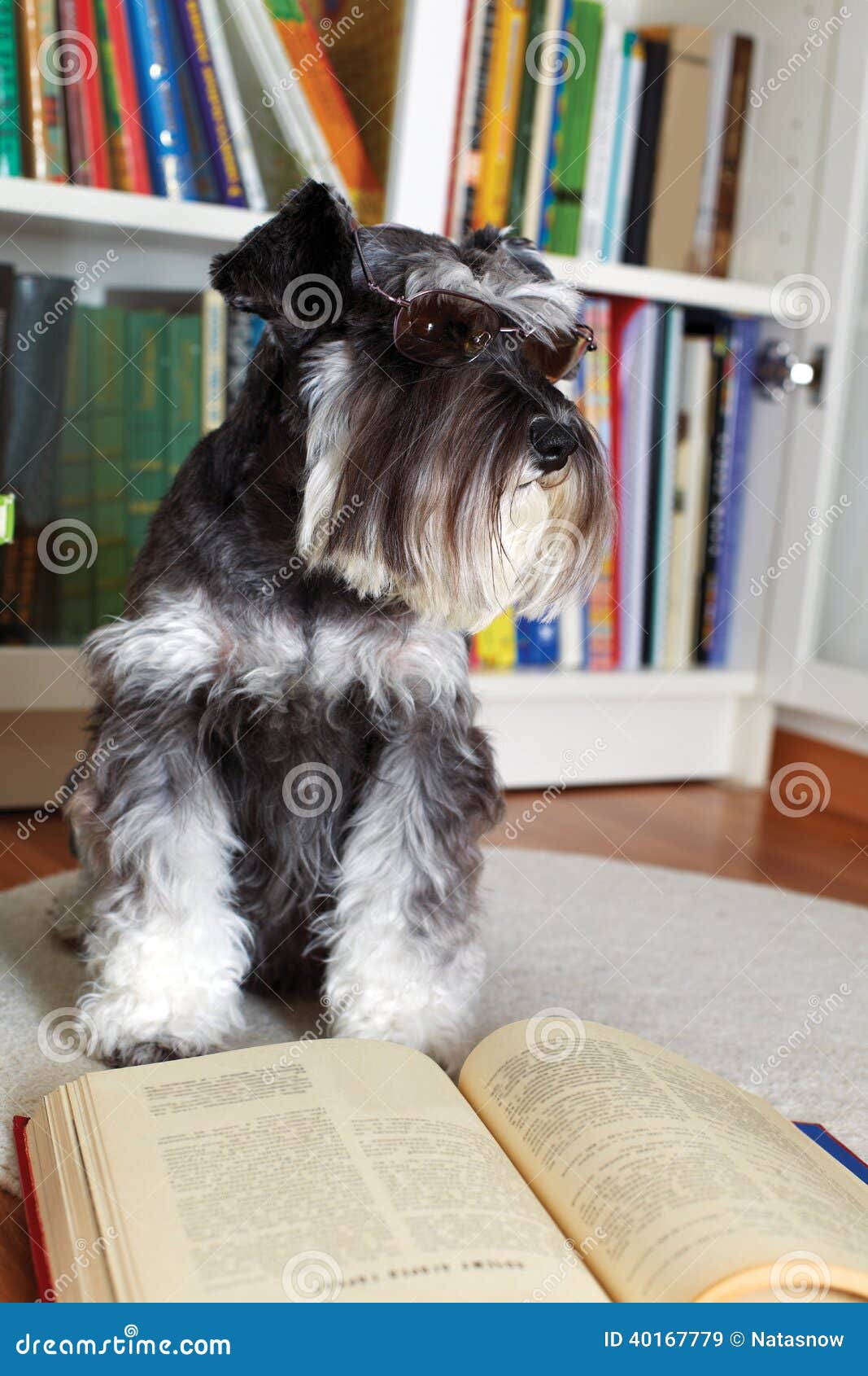 Dog reading a book stock image. Image of puppy, news - 40167779