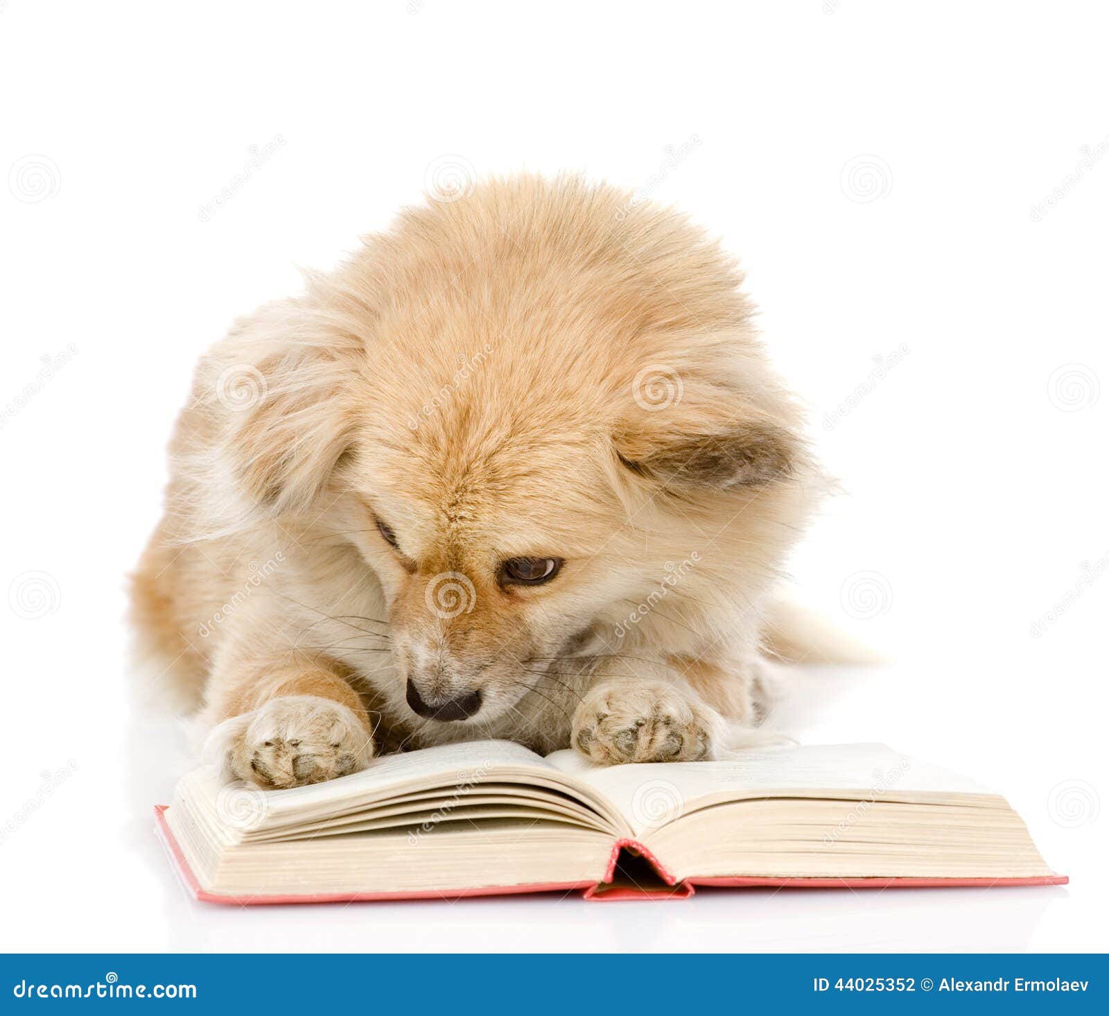 Dog Reading a Book. on White Background Stock Photo - Image of humor ...