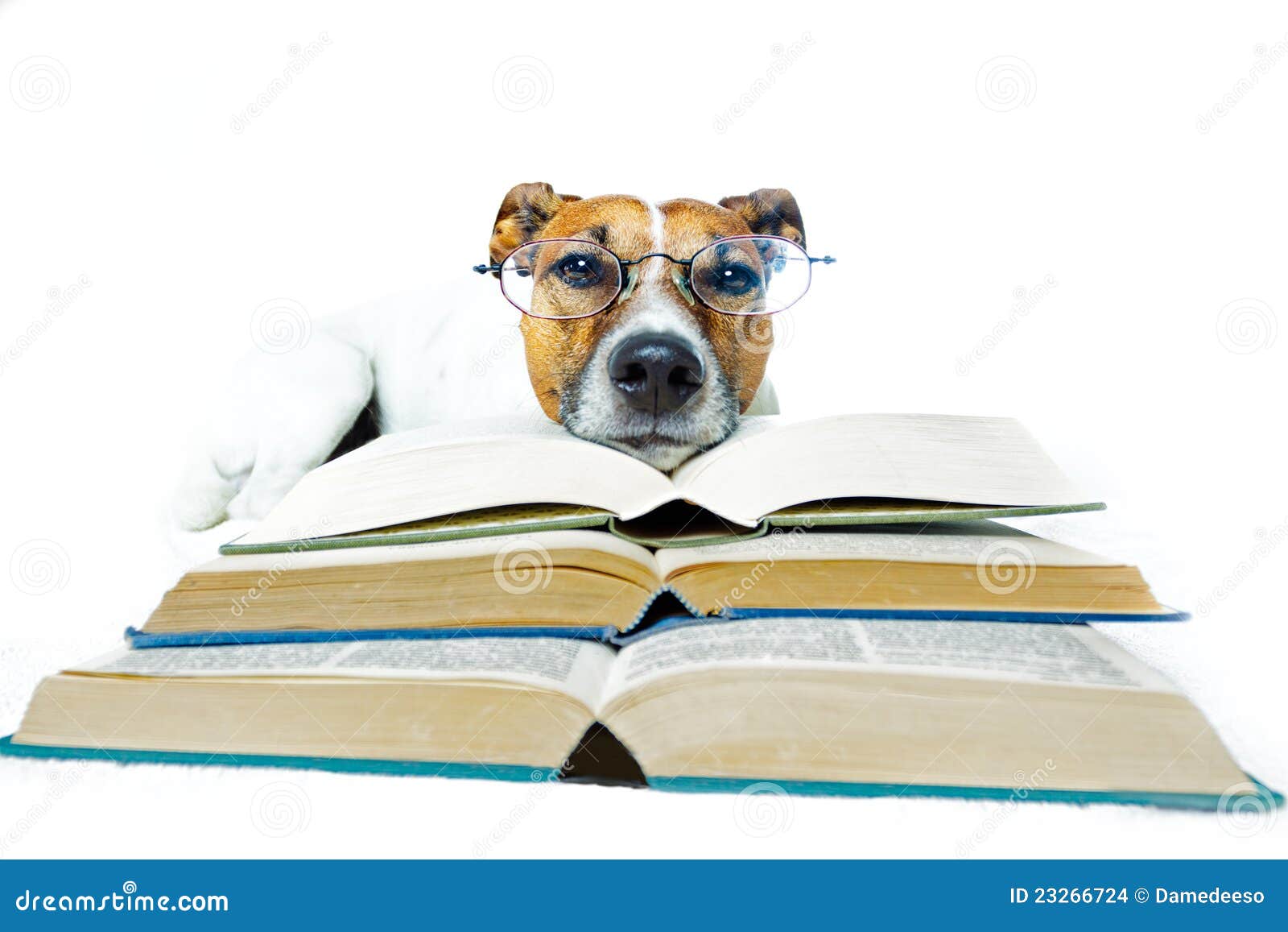 Dog reading books stock photo. Image of humor, reading - 23266724