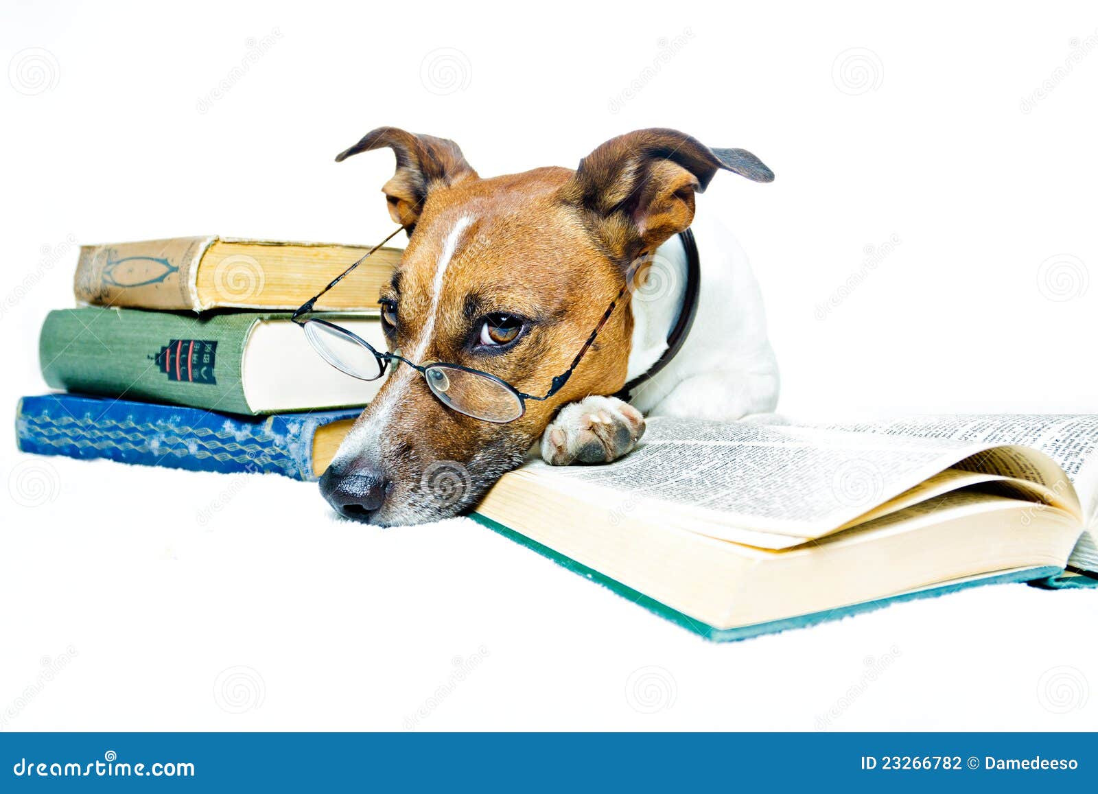 Dog reading books stock photo. Image of jack, cute, learn - 23266782