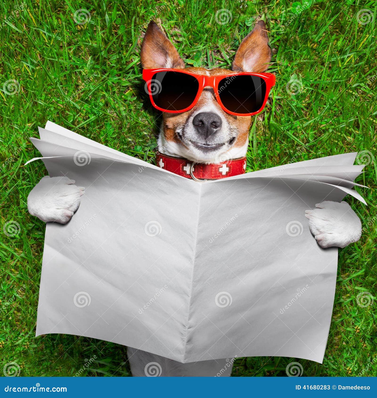 Dog reading newspaper stock image. Image of doggy, brochure - 41680283