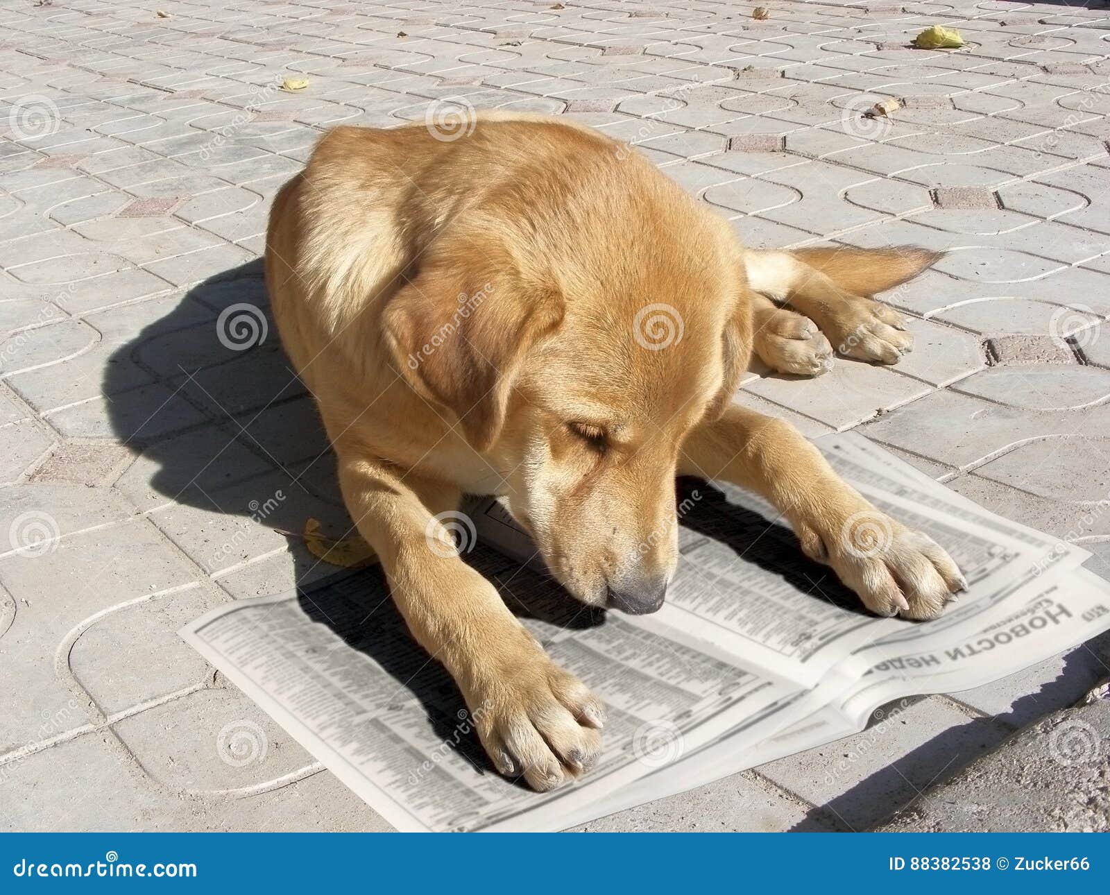 Dog reading newspaper stock photo. Image of look, clever - 88382538