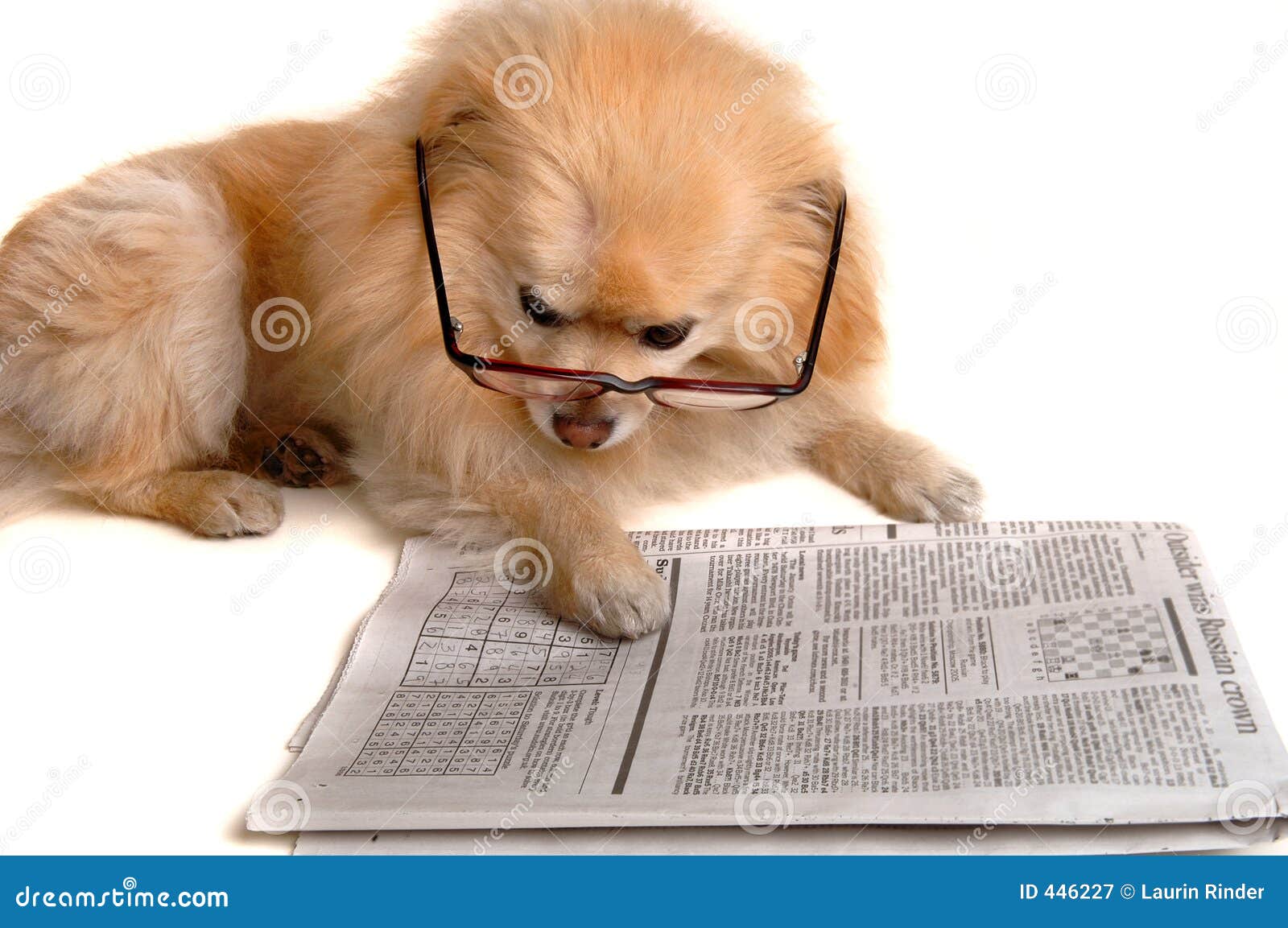 Dog Reads Newspaper stock image. Image of puppy, white - 446227