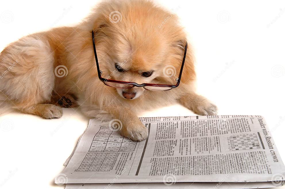 Dog Reads Newspaper stock image. Image of puppy, white - 446227