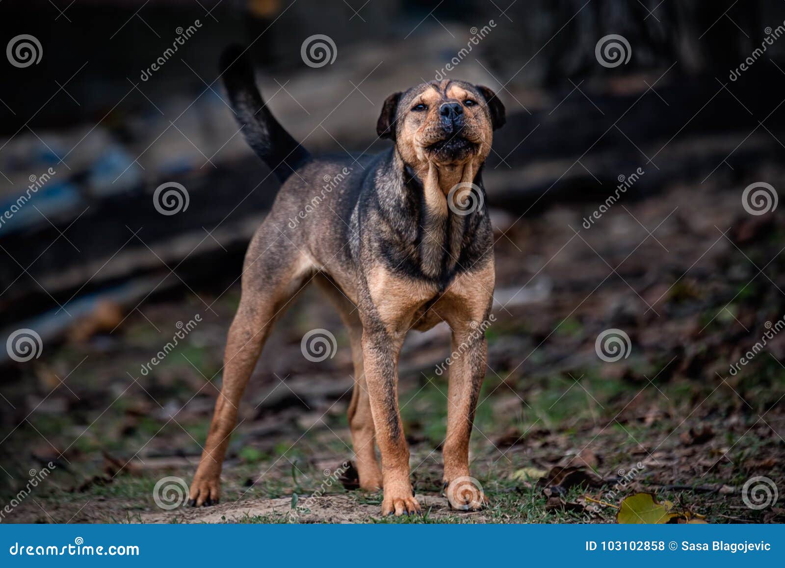 Dog ready to attack stock photo. Image of canine, vicious - 103102858