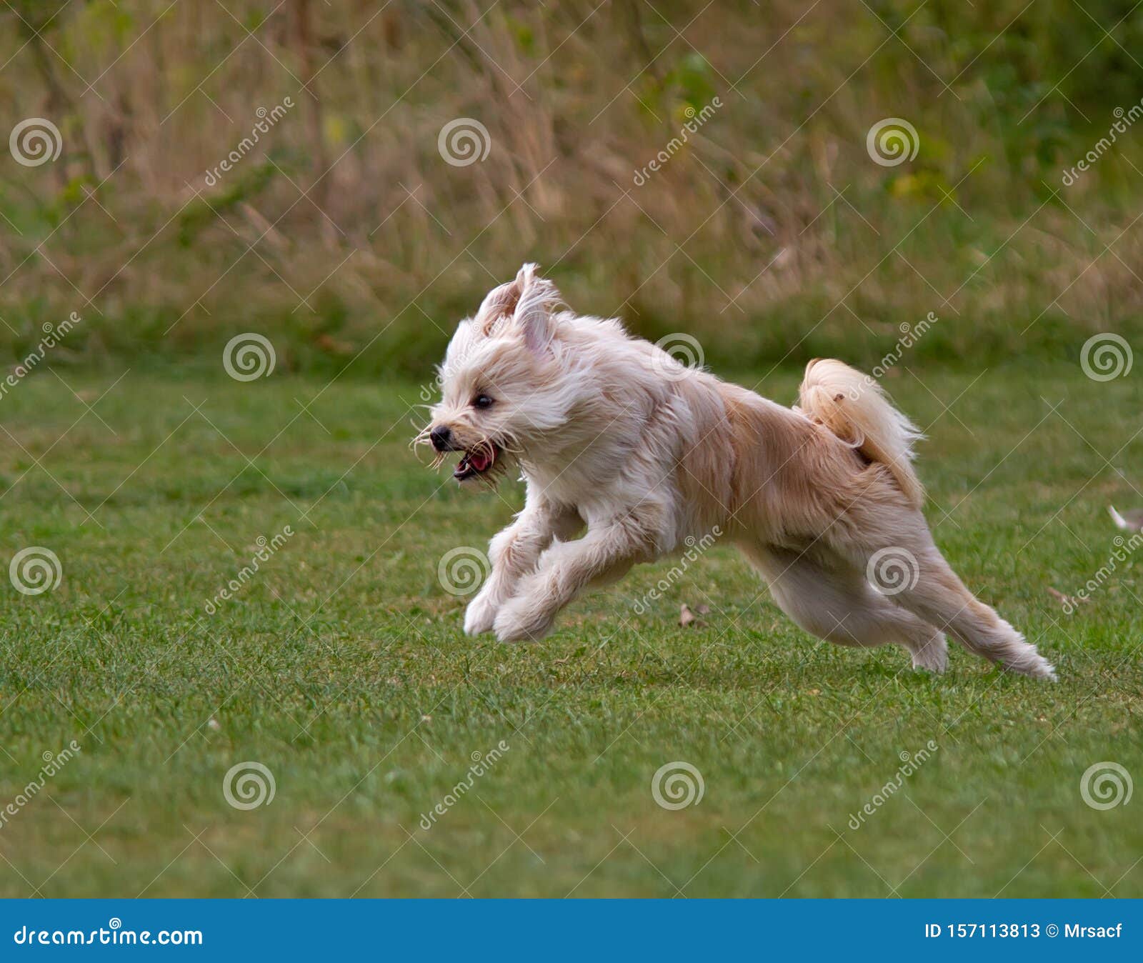 Dog ready to jump stock image. Image of view, grass - 157113813