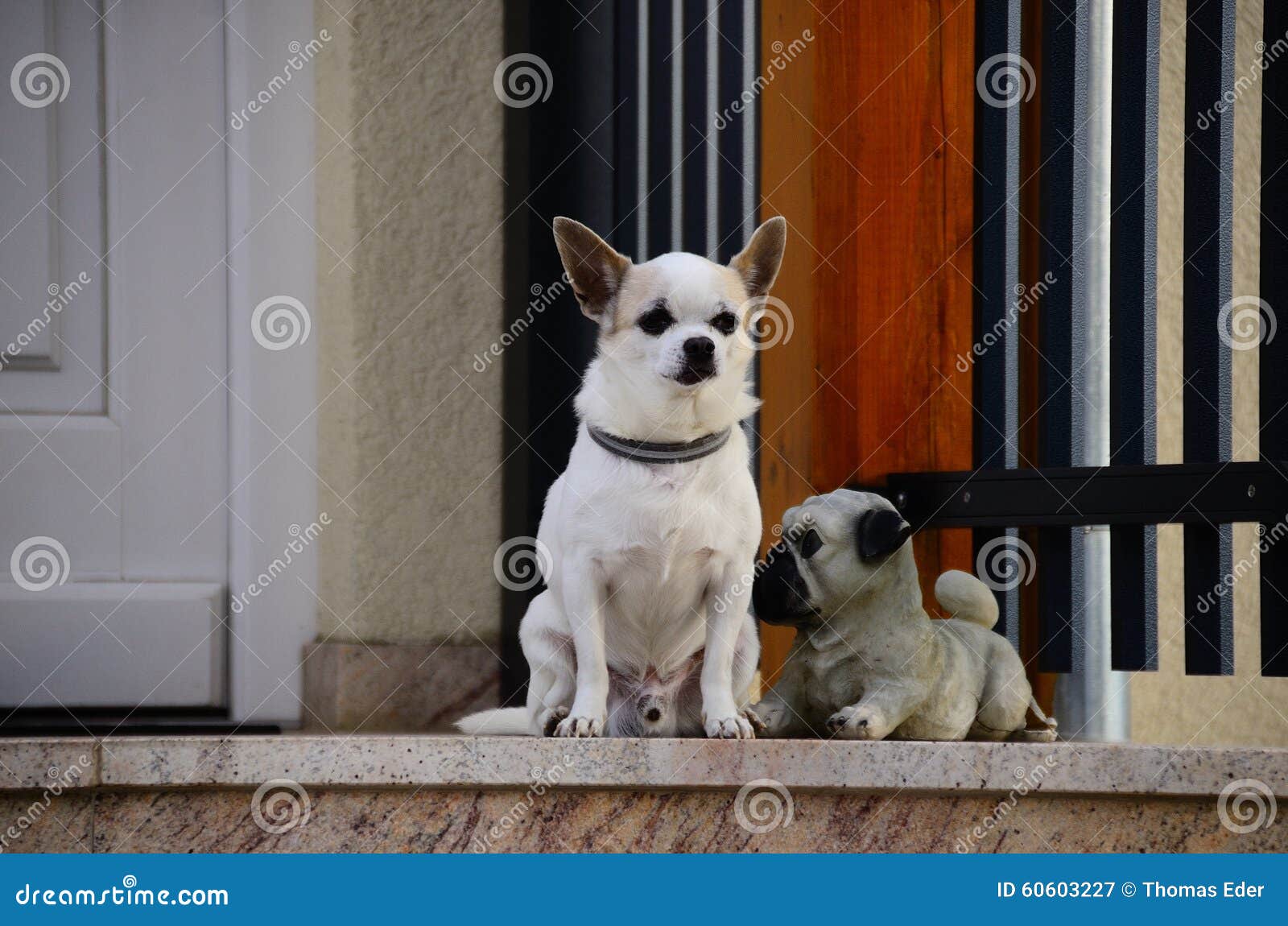 Dog real and fake stock image. Image of laboratory, black - 60603227