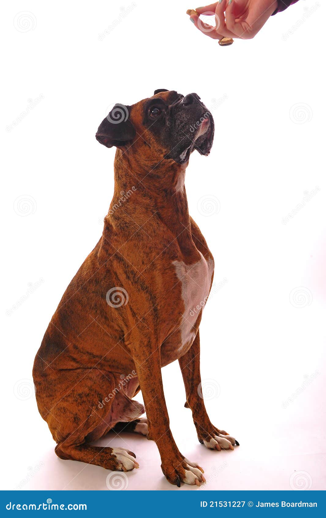 Dog receiving a reward stock image. Image of reward, treat - 21531227