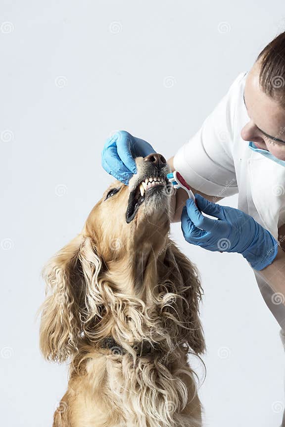Dog at a Reception at the Doctor 2018 Stock Photo - Image of collie ...