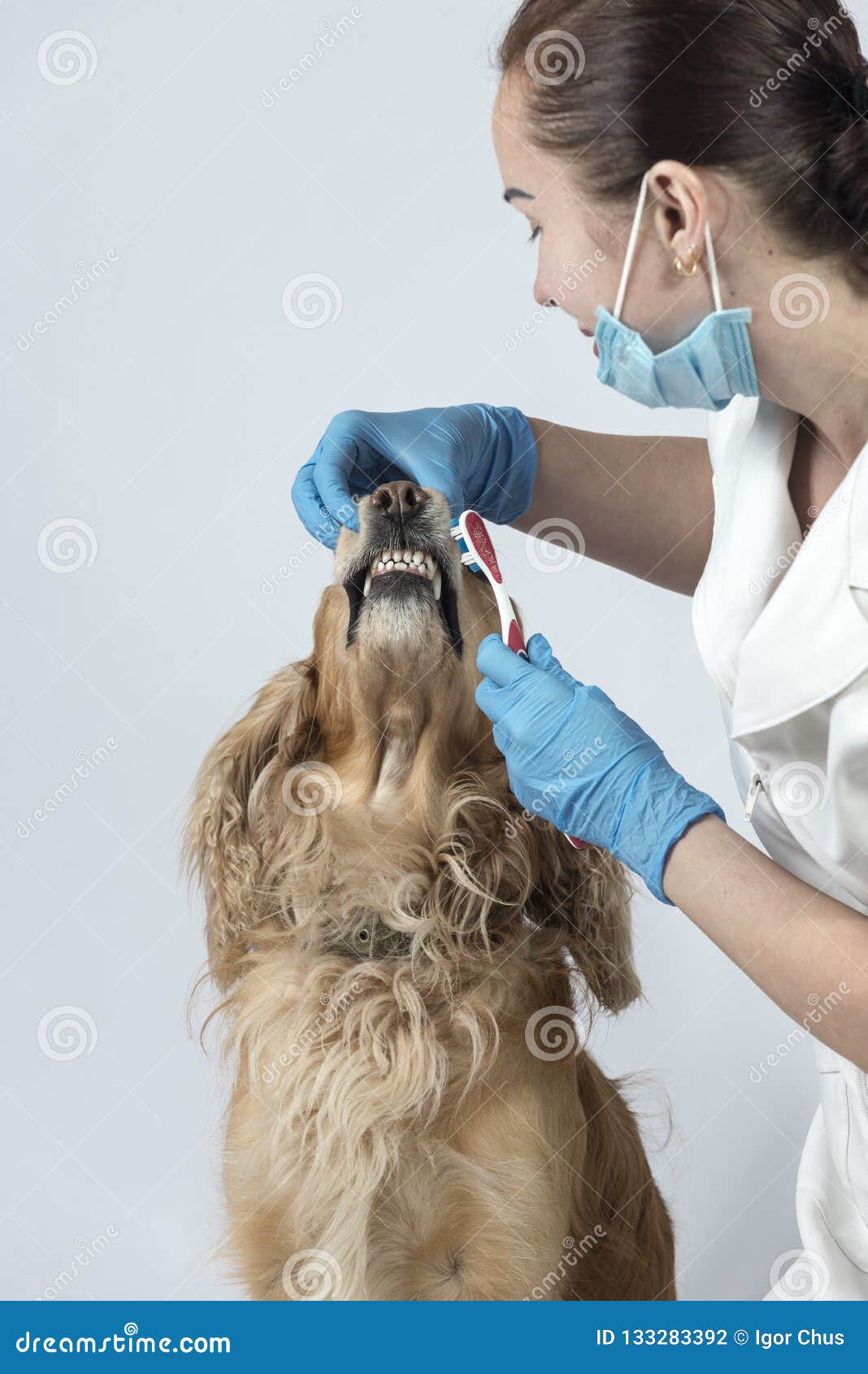 Dog at a Reception at the Doctor , Ukrein. 2018 Stock Photo - Image of ...