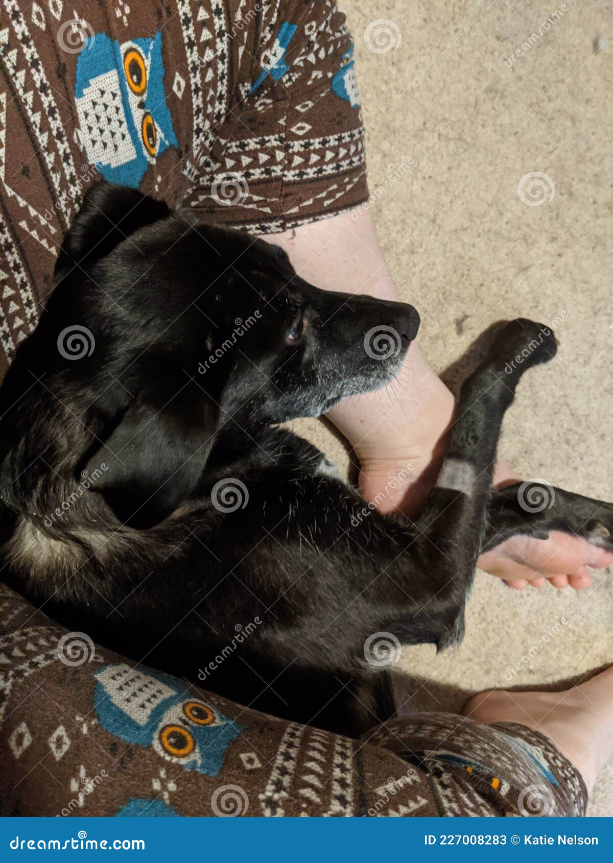 Dog Recovery after Hospital Visit Stock Image - Image of animal ...