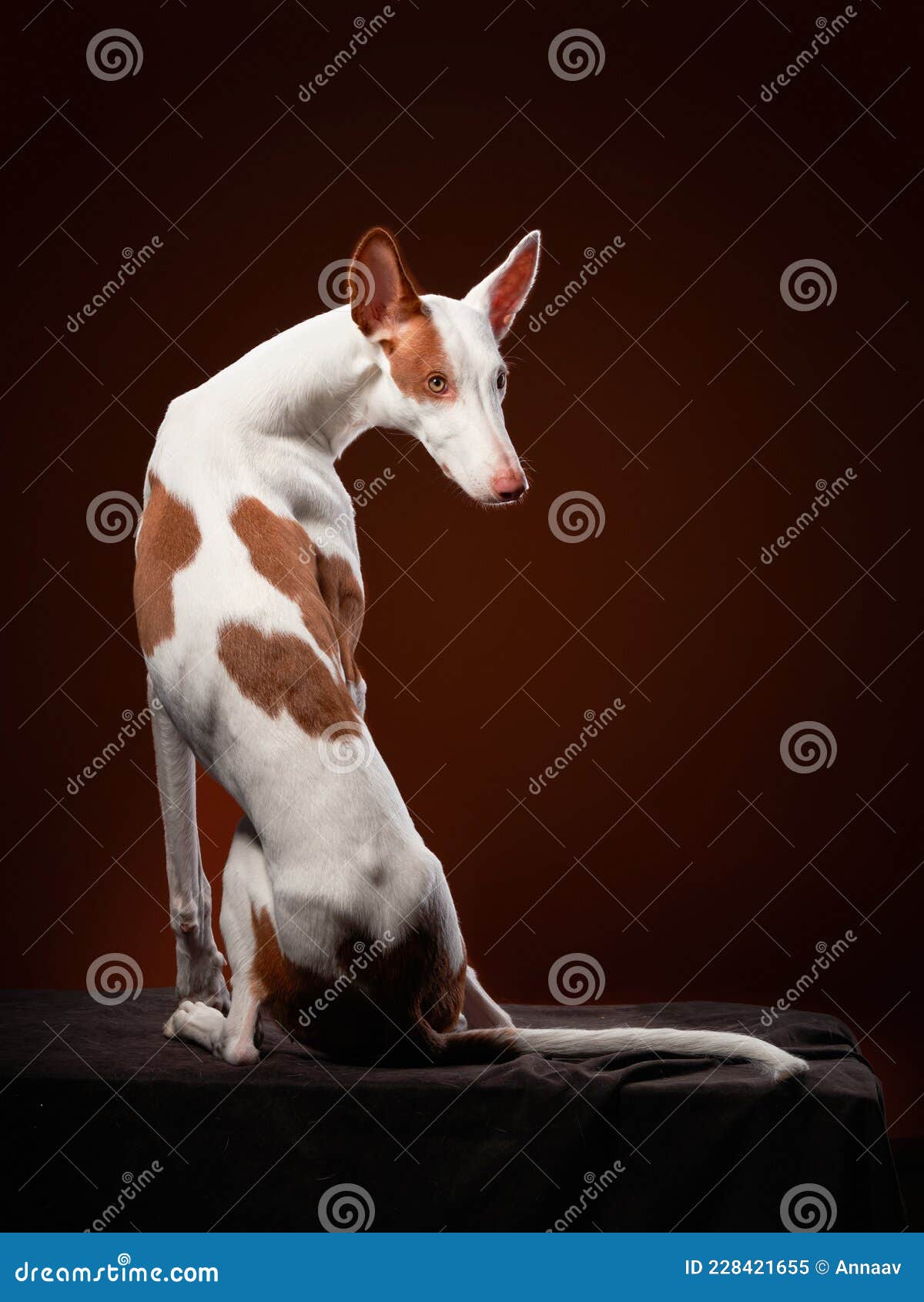 Dog on a Red Background in the Studio. Slim Spanish Greyhound, Podenko ...