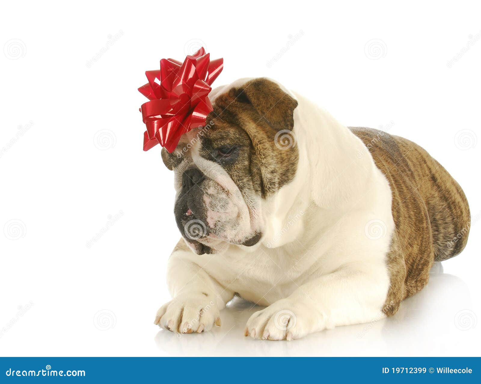 Dog with red bow stock image. Image of canine, pure, paws - 19712399