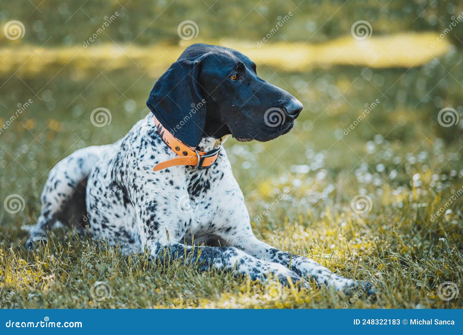 Dog with a Red Collar is Lying in the Grass. Young Hunting Dog Stock ...
