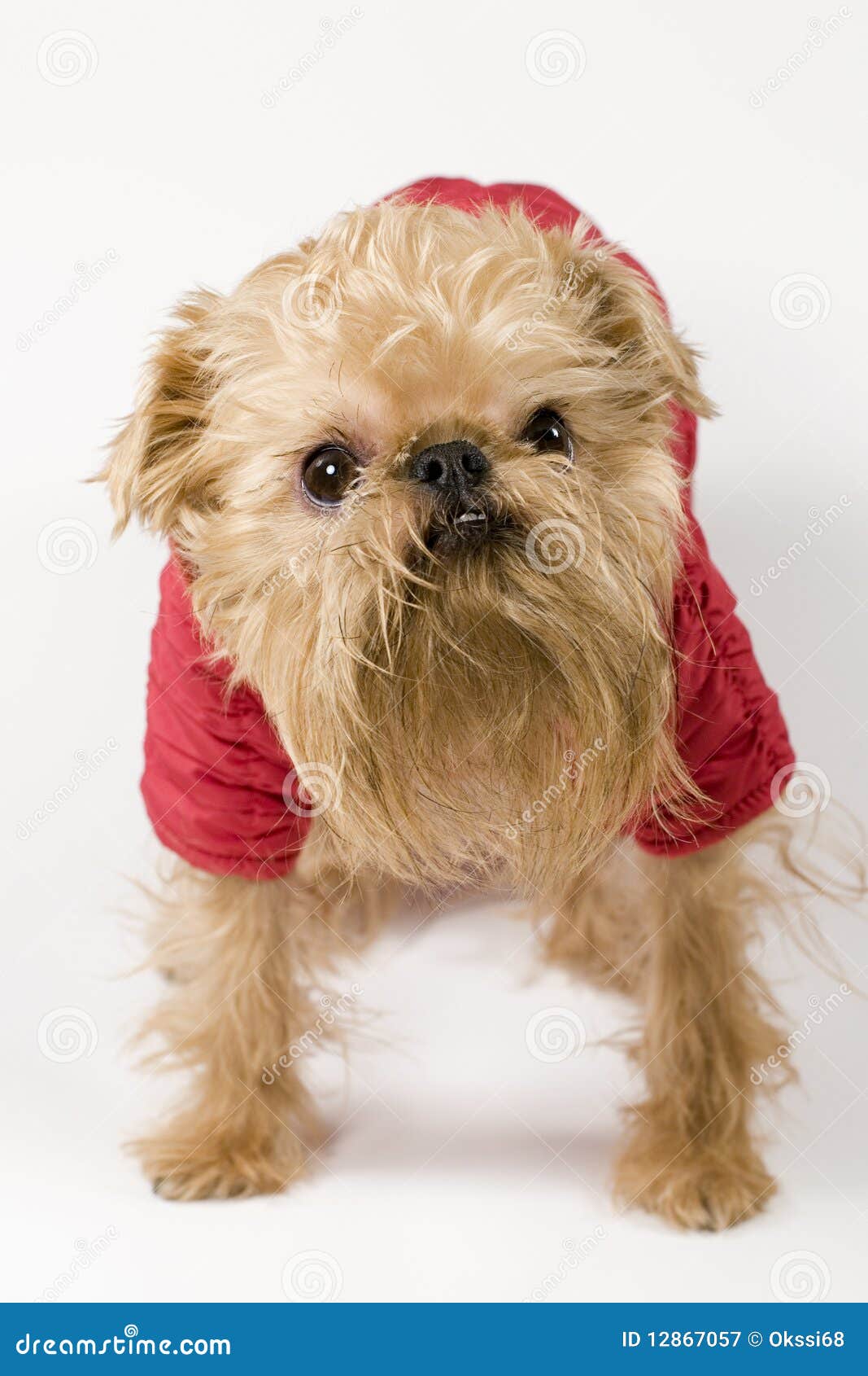 Dog in the red jacket stock image. Image of puppy, style - 12867057