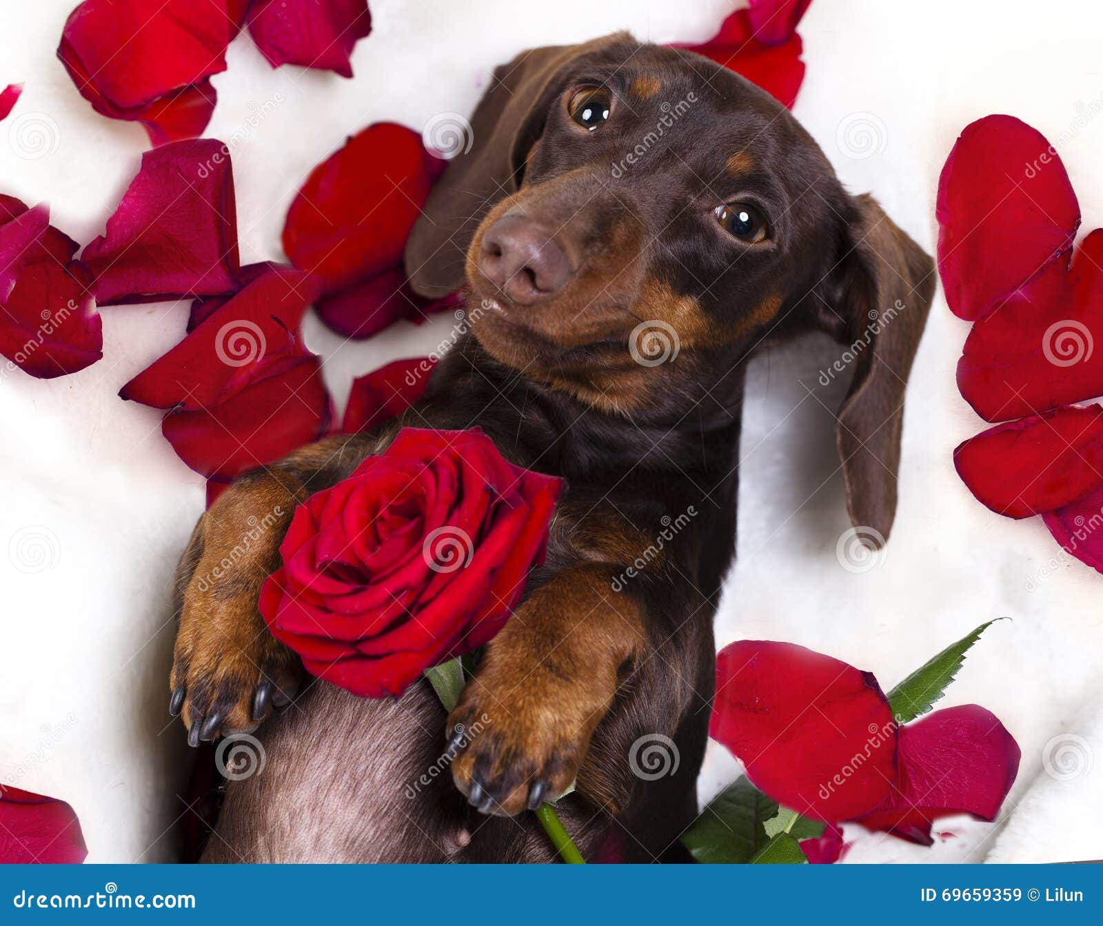 Dog and red rose stock image. Image of love, friend, february - 69659359