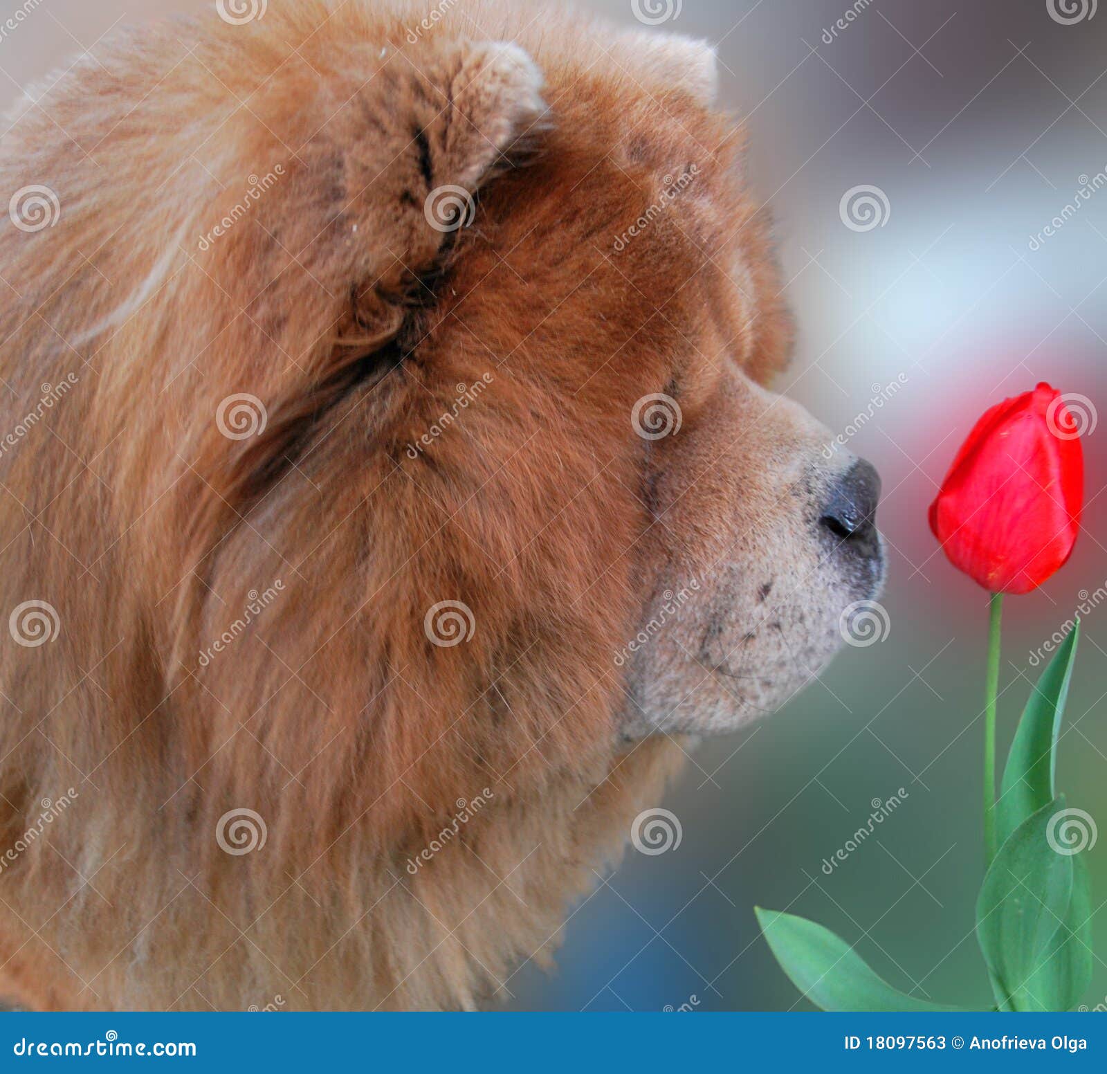 Dog and red tulip stock image. Image of smell, fluffy - 18097563