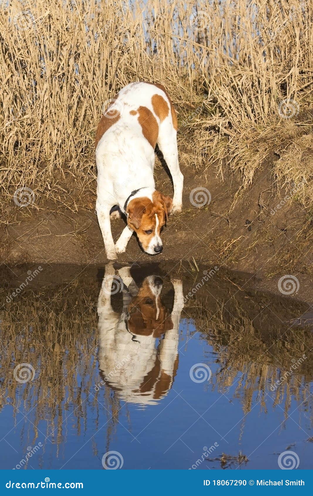 Dog with reflection stock photo. Image of pets, mammals - 18067290