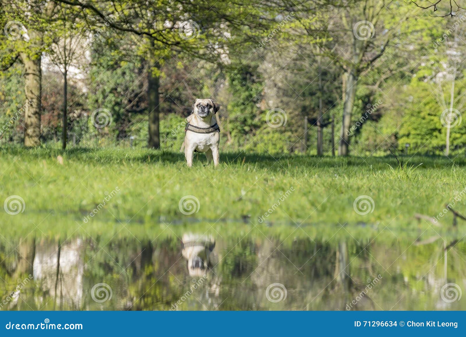 Dog with reflection stock photo. Image of hyde, united - 71296634