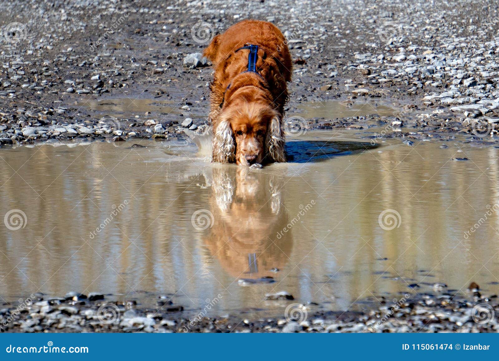 Dog reflection on a pool stock photo. Image of natural - 115061474
