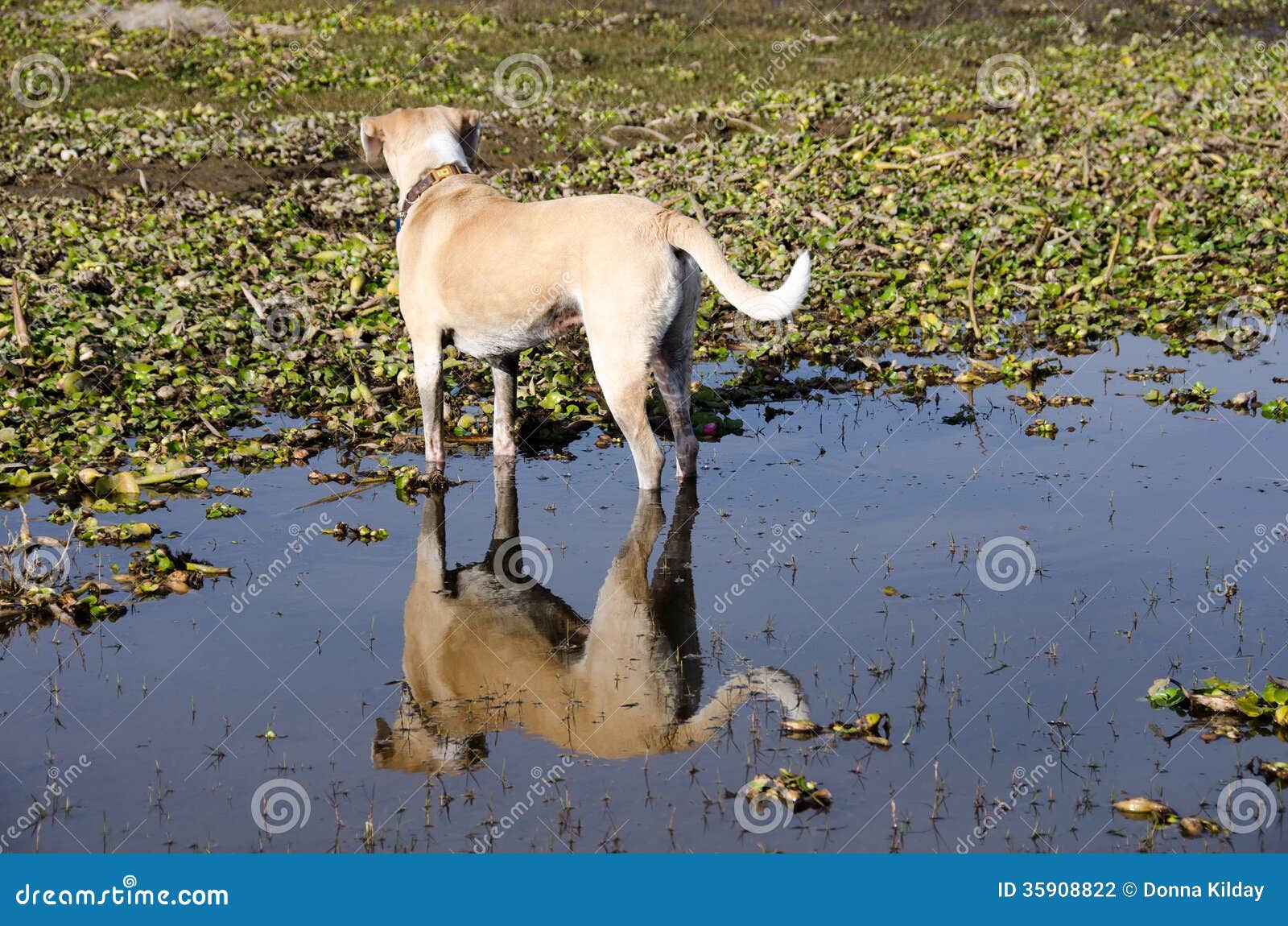 Dog and reflection stock photo. Image of alert, water - 35908822