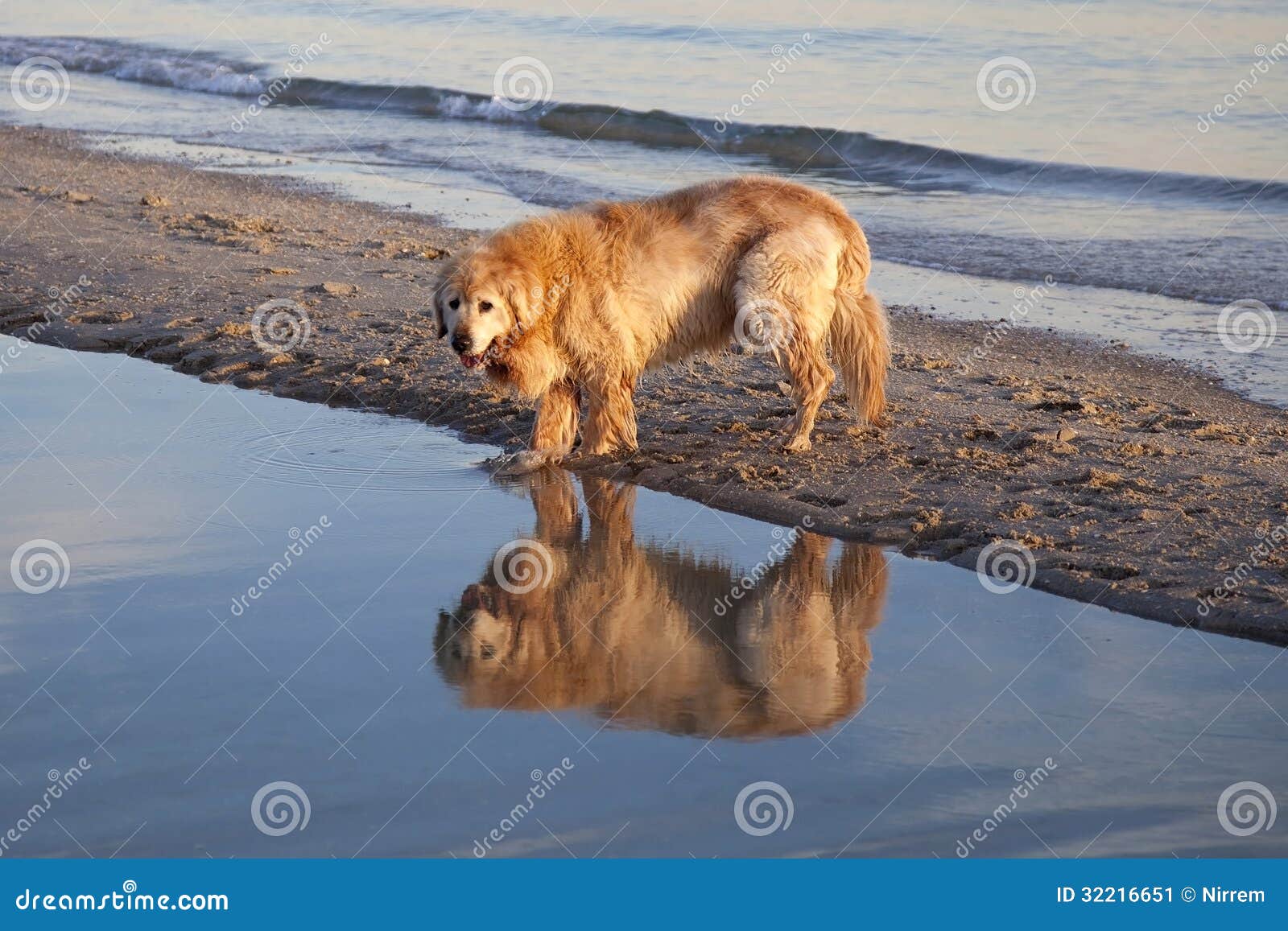 Dog and Reflection stock image. Image of playing, active - 32216651