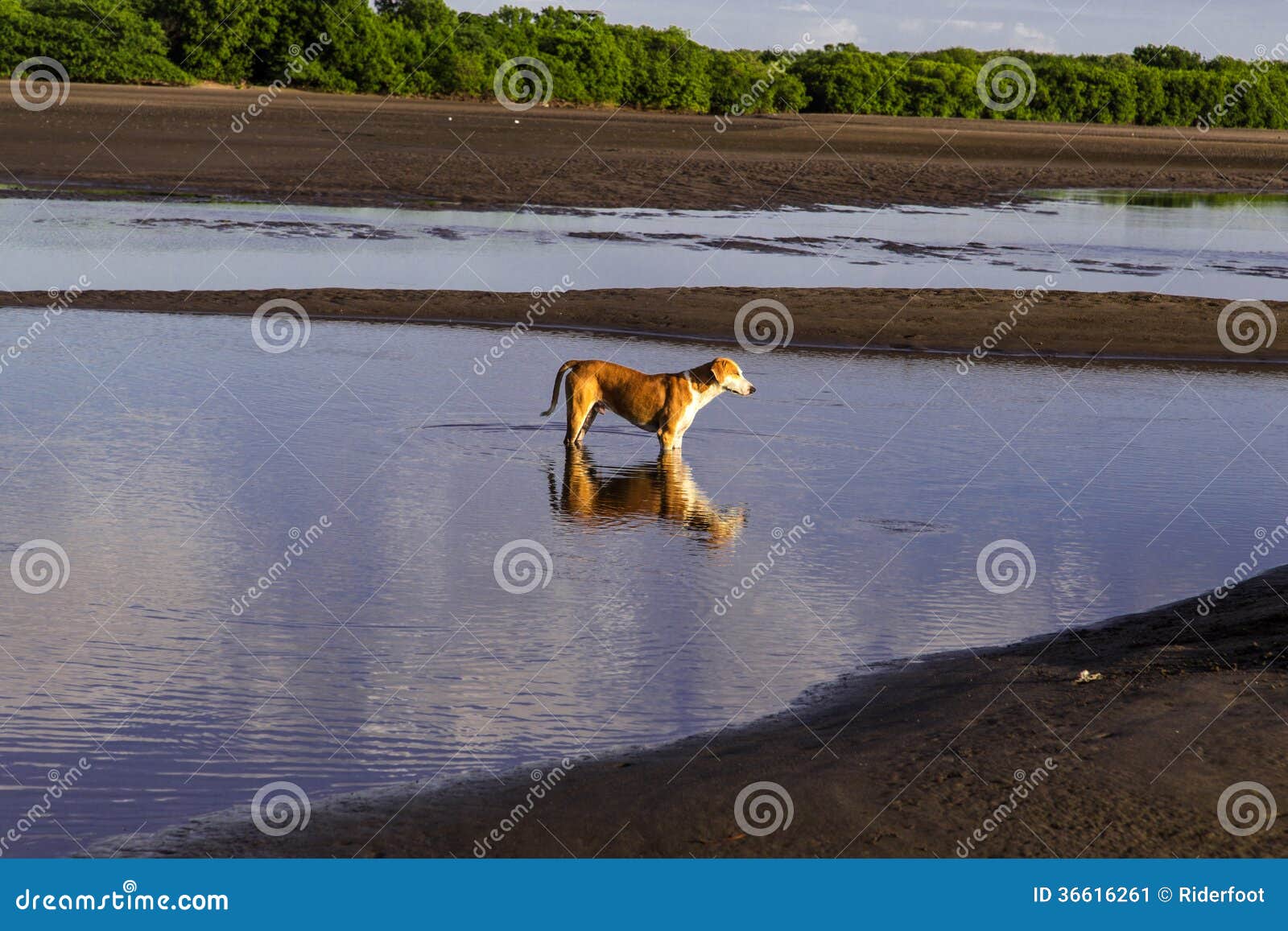 Dog reflection stock image. Image of bright, coast, hound - 36616261