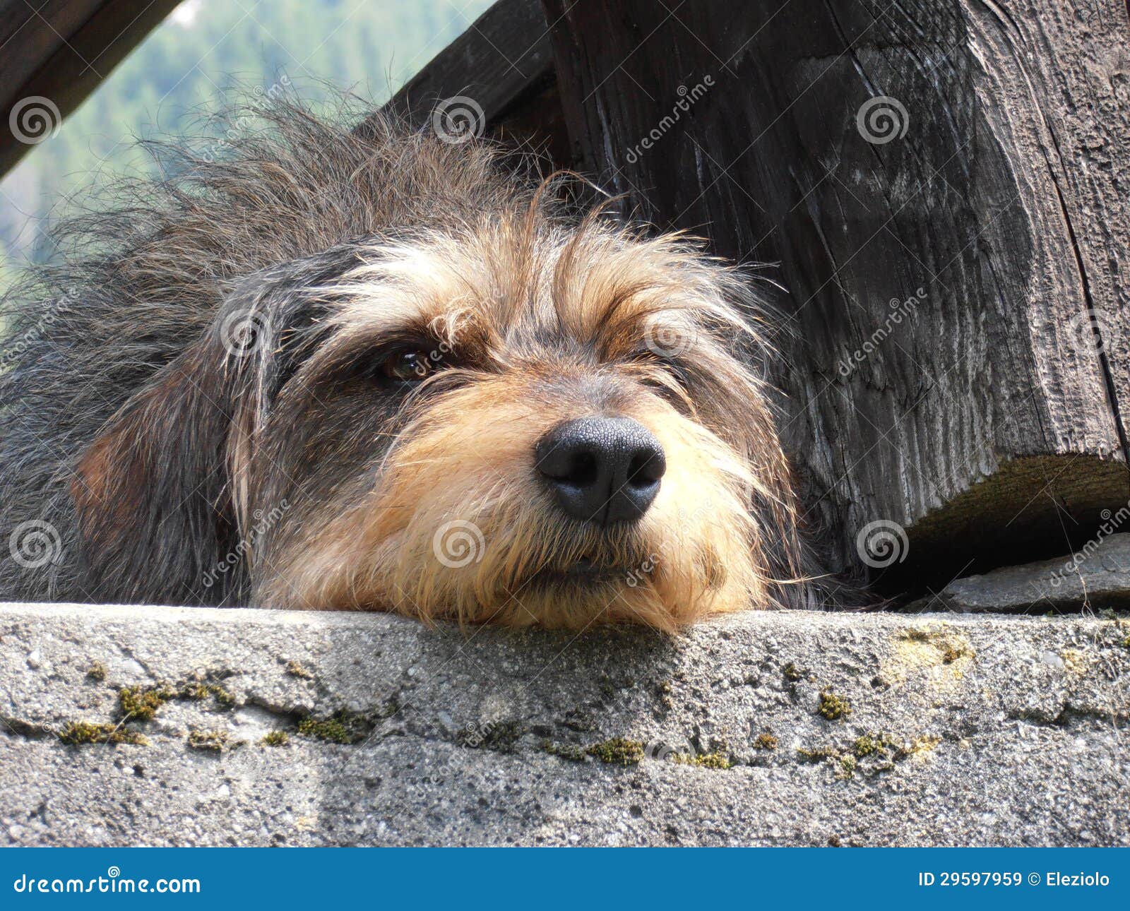Dog relax stock image. Image of cute, cuddly, rest, hair - 29597959