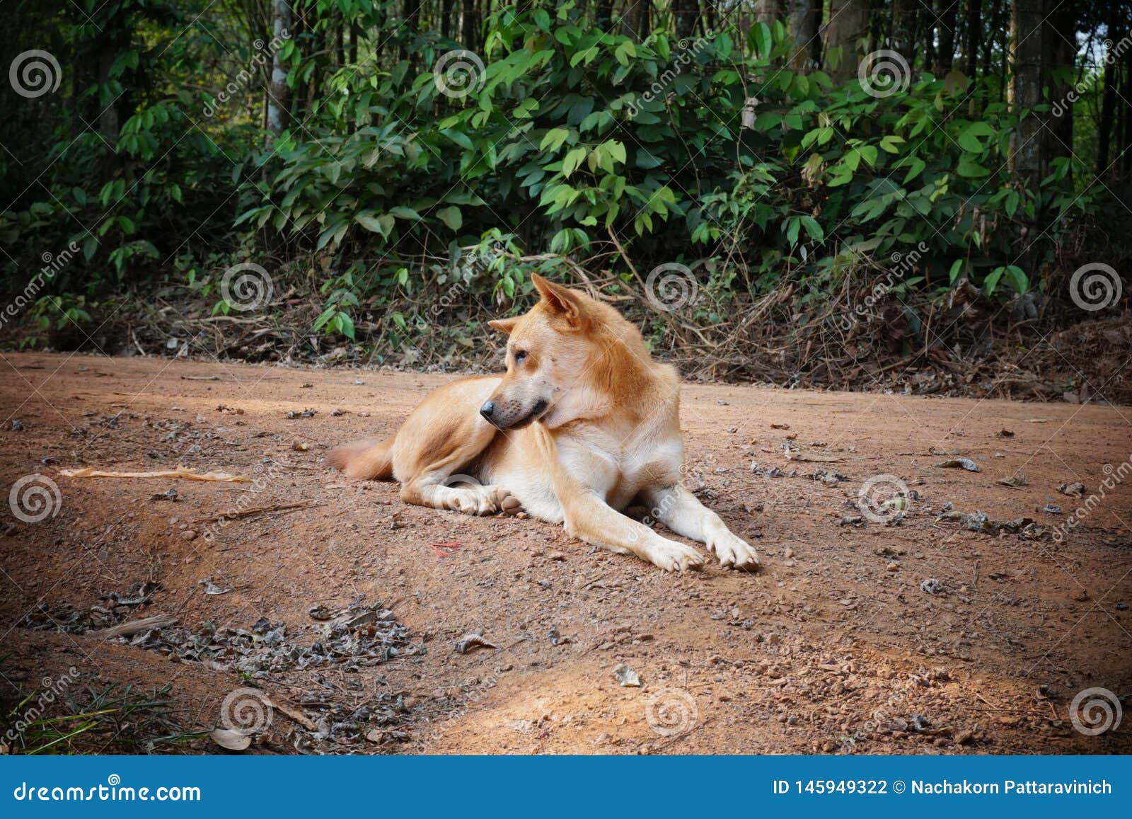 The dog relax. stock photo. Image of adorable, canine - 145949322