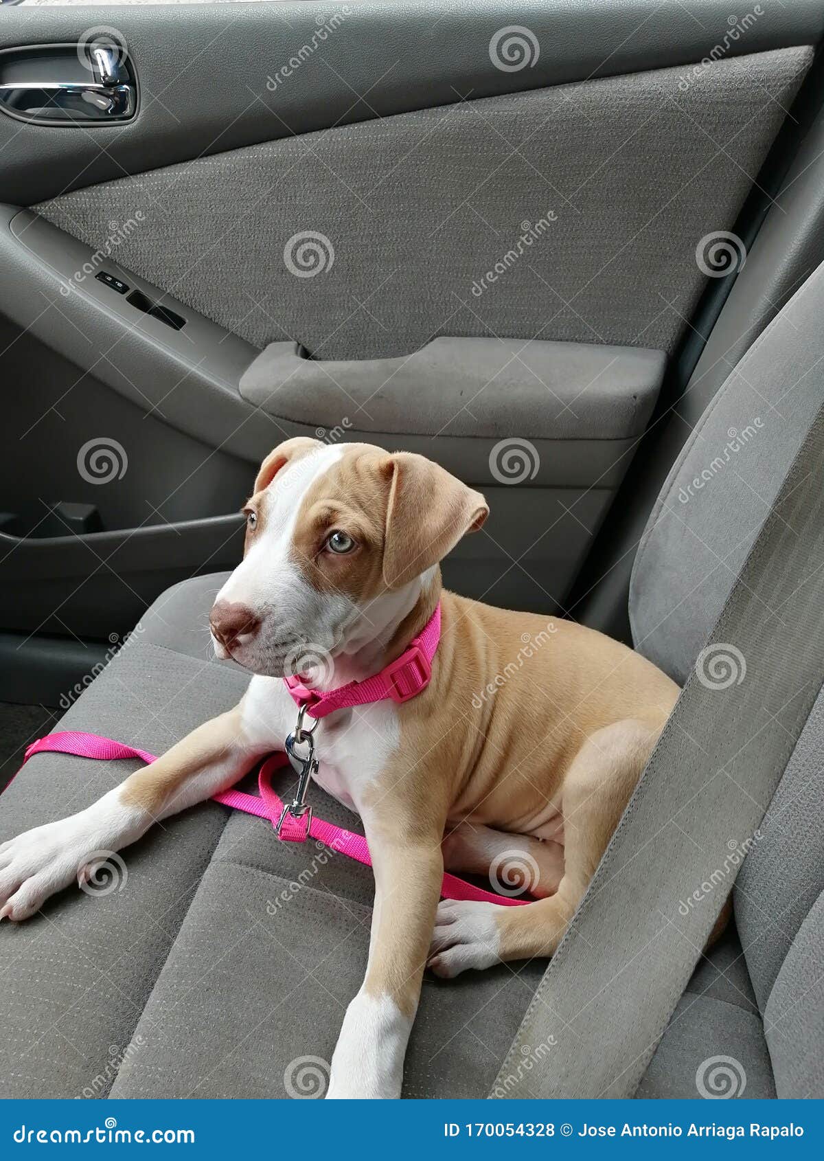 Dog relax pitbull stock photo. Image of relax, pitbull - 170054328