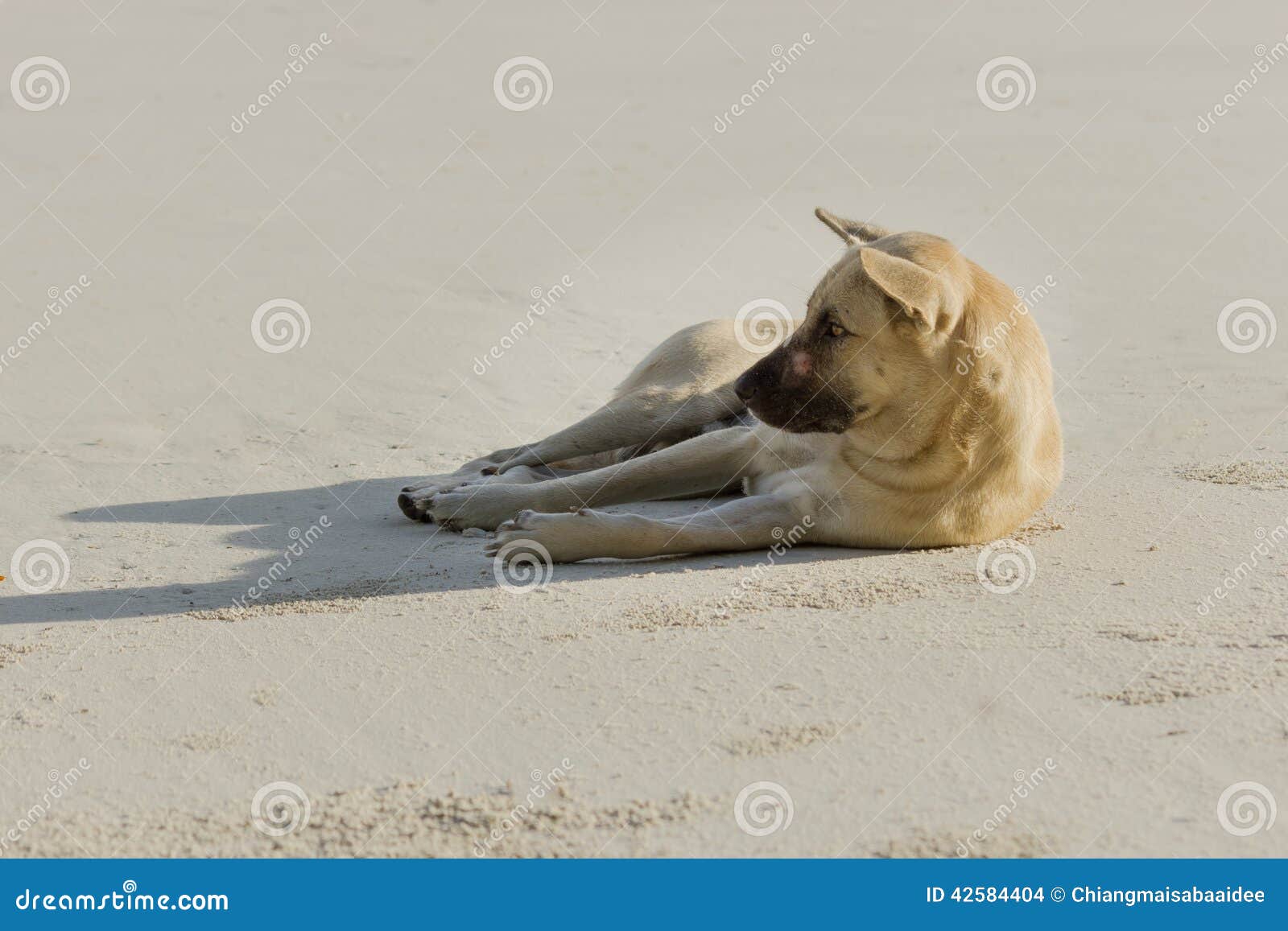 Dog relax stock photo. Image of brown, dreams, nature - 42584404