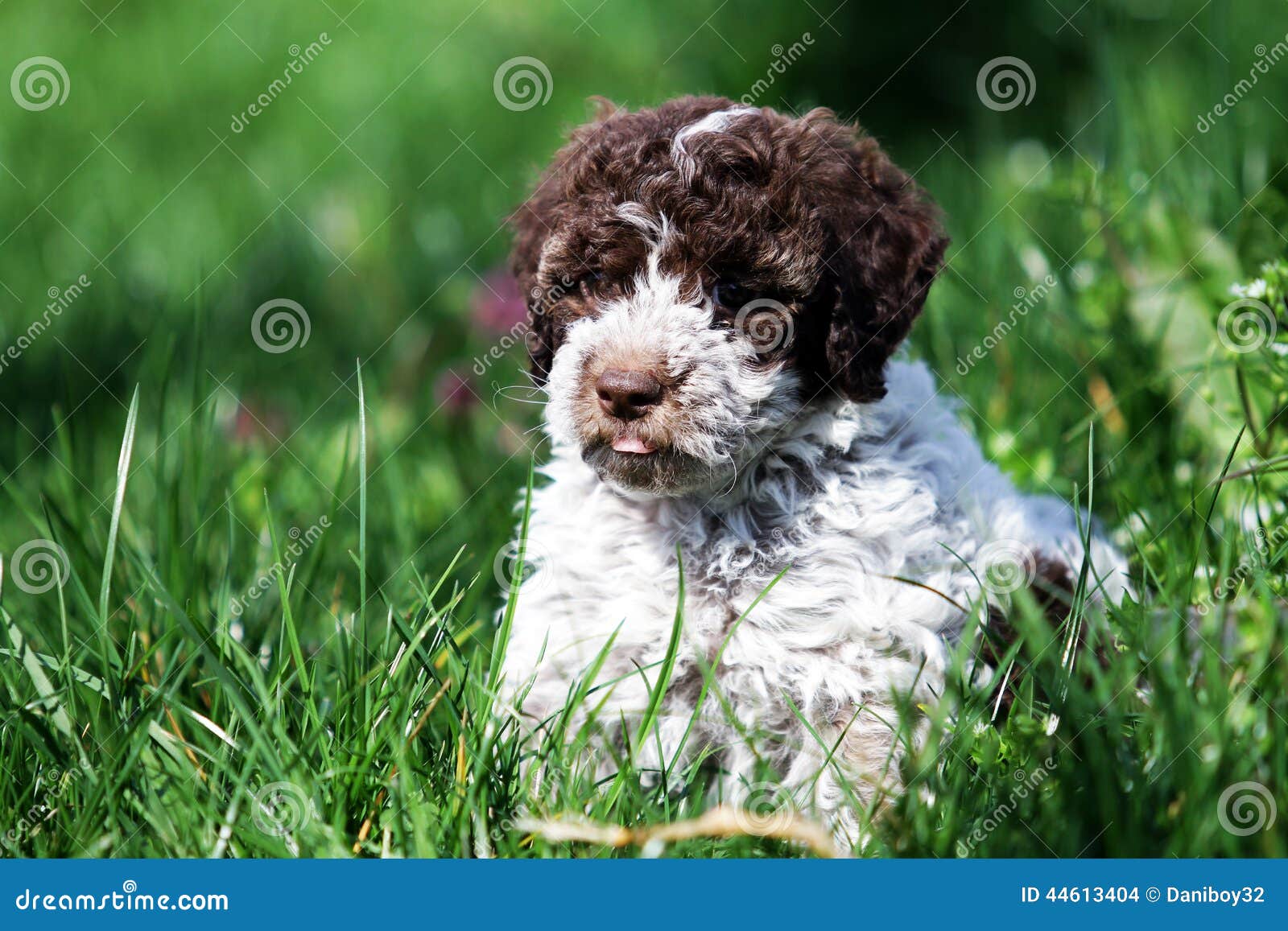 Dog in Relax Time PUPPY DOG Stock Photo - Image of frost, relax: 44613404