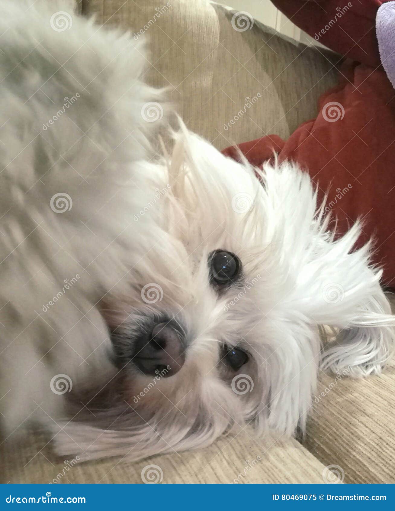 Dog Relaxed Cute Pet Loving Editorial Image - Image of relaxed, loving ...