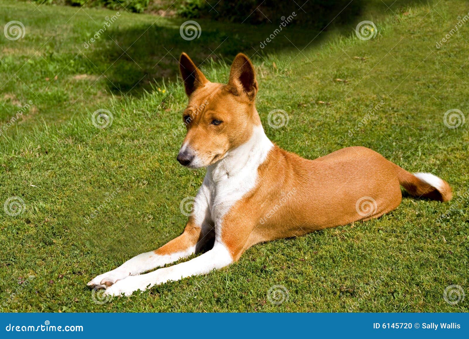 Dog relaxed on lawn stock photo. Image of faithful, canine - 6145720