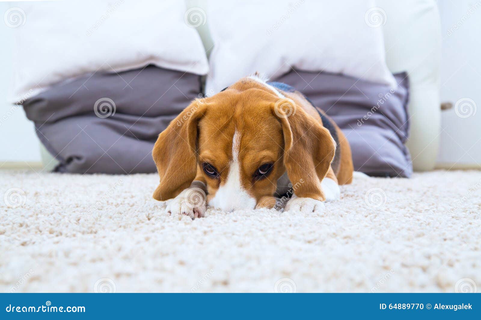 Dog relaxing on the carpet stock photo. Image of inside - 64889770